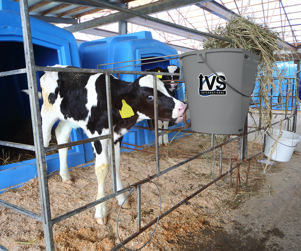 The Essential H2O: Why Calves Need Water for Healthy Development – IVS