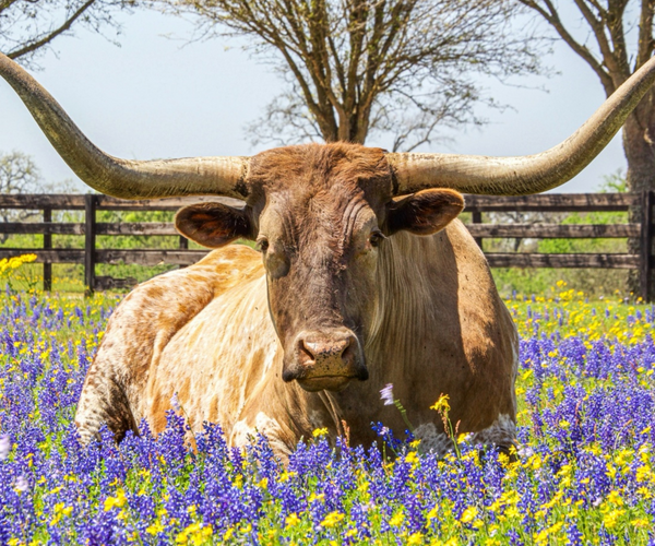 Springtime on the Farm: Preparing for a Season of Renewal and Growth – IVS