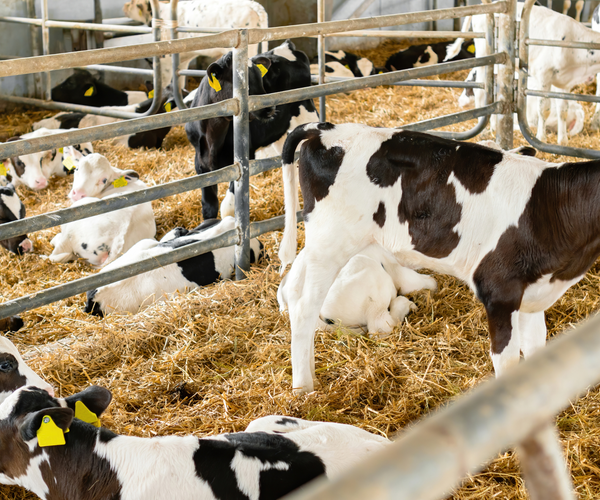 The Ultimate Guide to Being Prepared for Calving Season – IVS