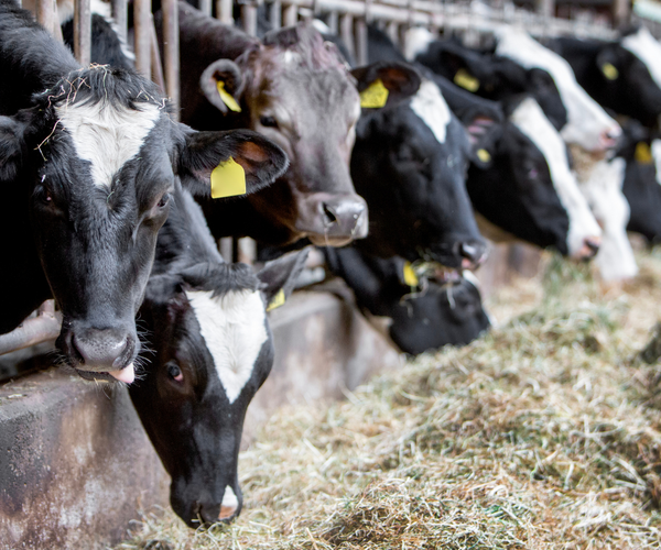 Choosing the Right Feeding Strategy for Dairy Cattle – IVS