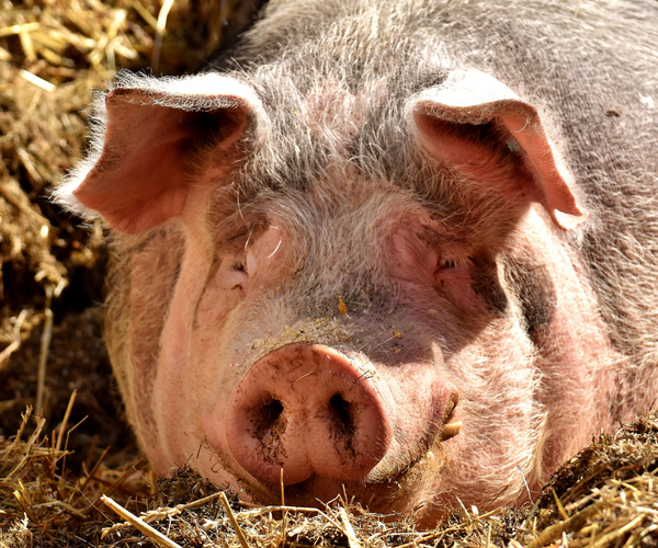 Let’s Talk Sow Lameness: How to Spot It Early and Stop It Fast – IVS