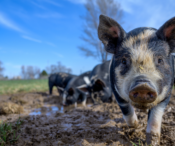 The Pressure Is On: What Sustainability Means for Swine Producers in 2 ...