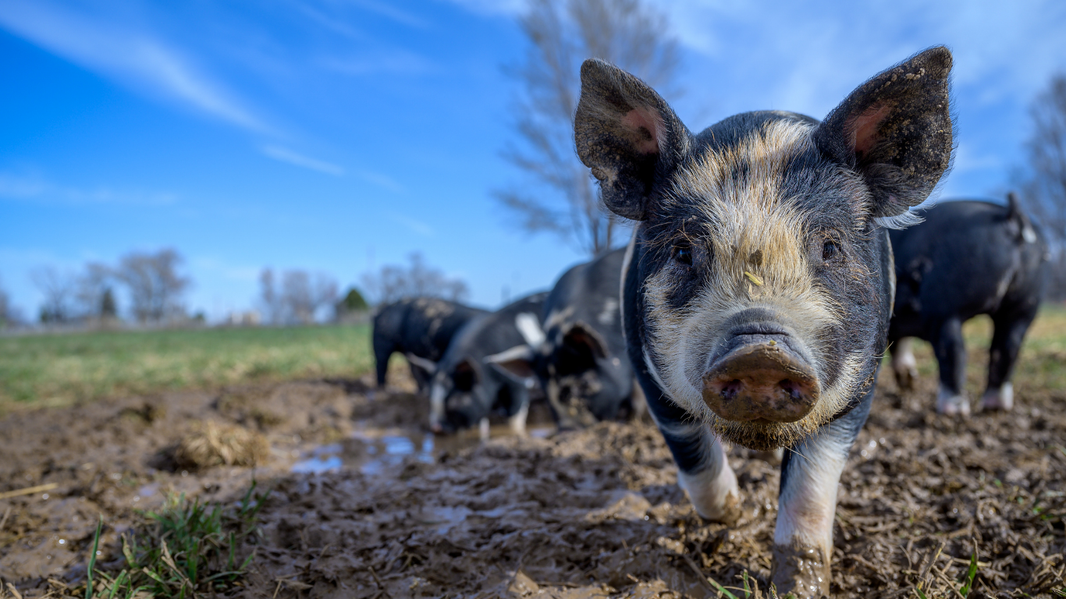 The Pressure Is On: What Sustainability Means for Swine Producers in 2 ...