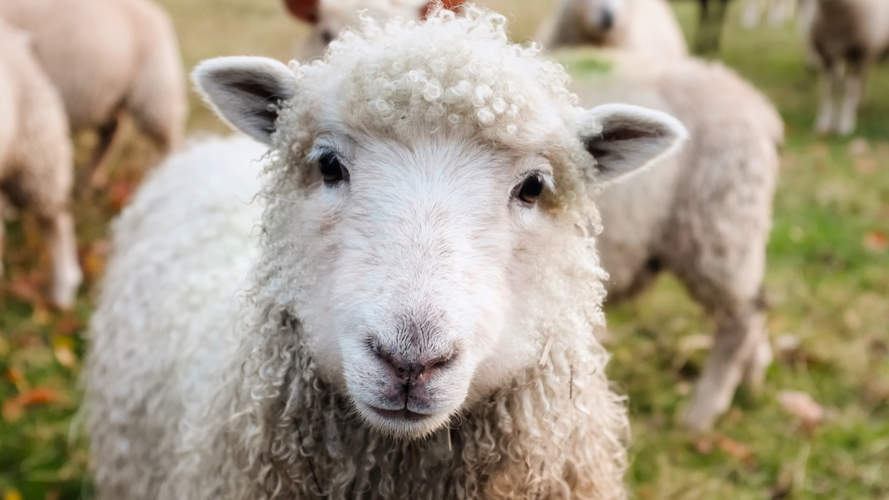 The Joys and Challenges of Sheep Farming: A Beginner’s Guide to Gettin – IVS